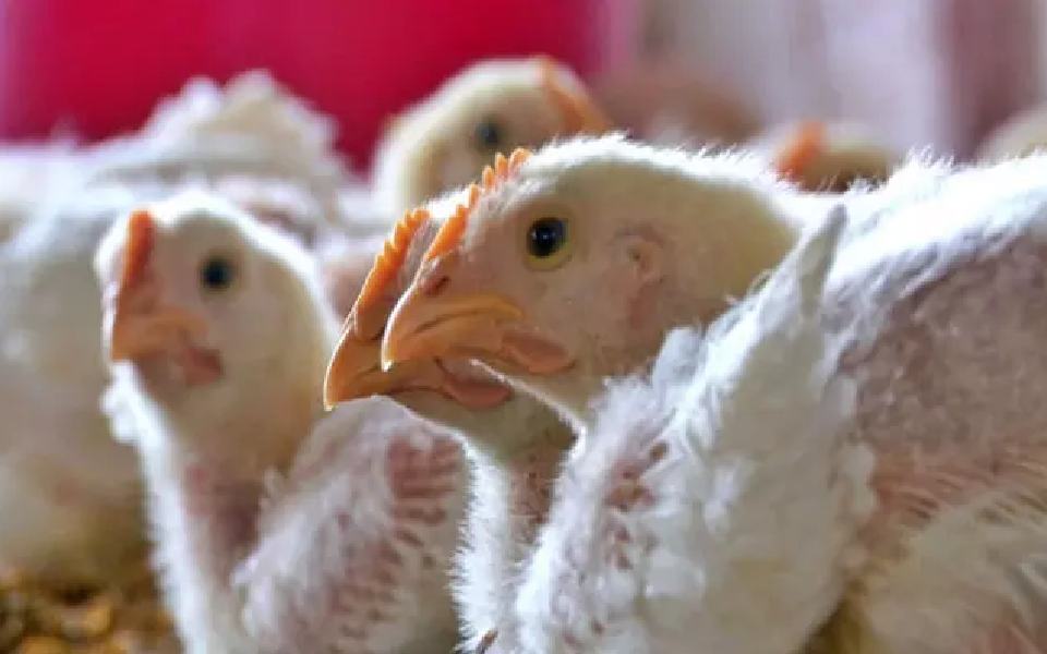 325 birds culled after avian flu outbreak at Ranchi poultry farm