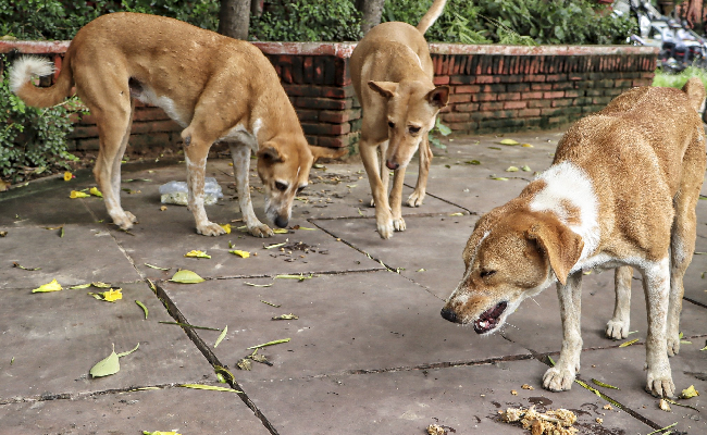 100 stray dogs picked up in 2 days; MCD to act in phases starting with ...