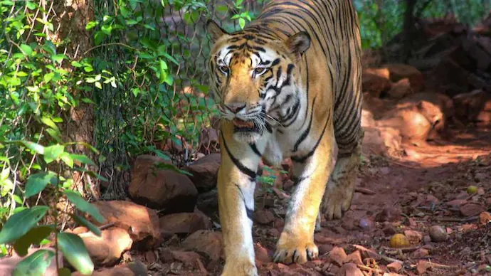 MP: Tiger kills man, injures two in Seoni; angry villagers beat up ...