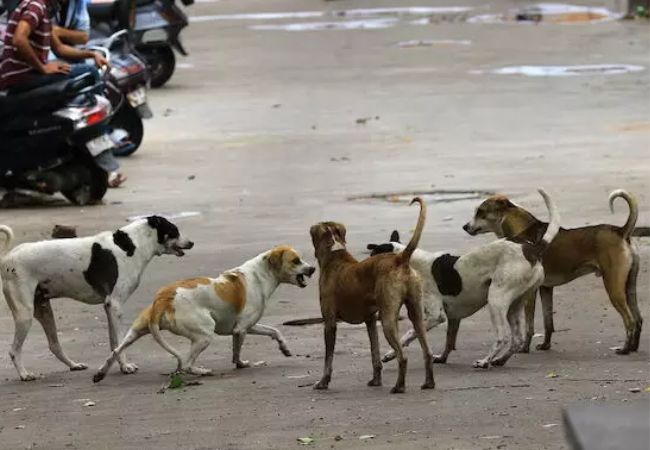Coaches each from Kenya and Japan bitten by stray dog at JLN stadium