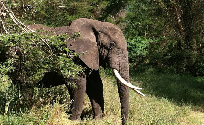 71-year-old man killed by wild tusker that caused panic in Kerala town