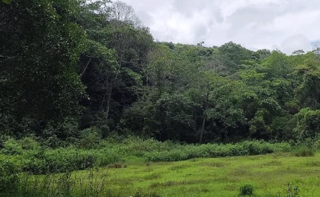 Left govt in Kerala wasted time regarding survey of buffer zone areas: UDF