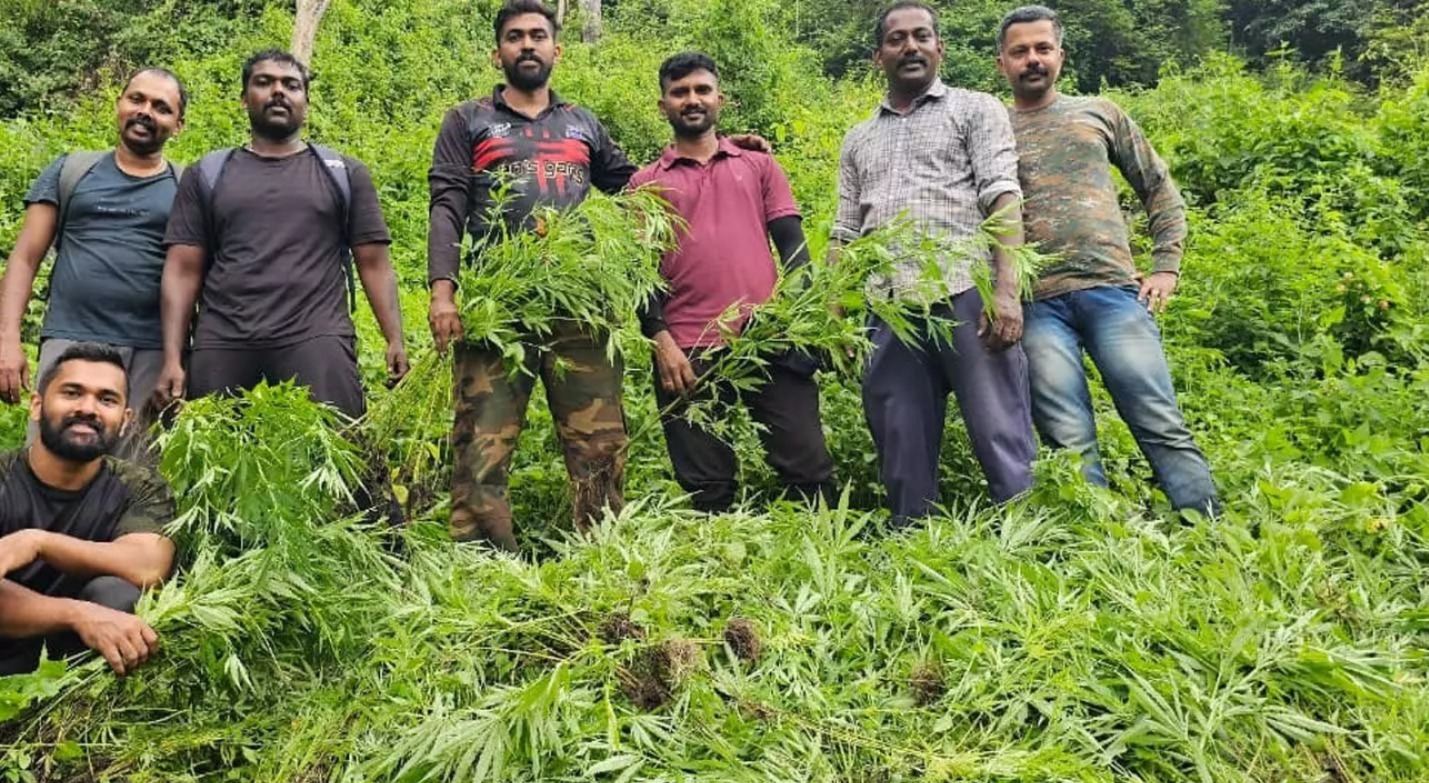 Massive ganja farm destroyed in Kerala's Attappady forest