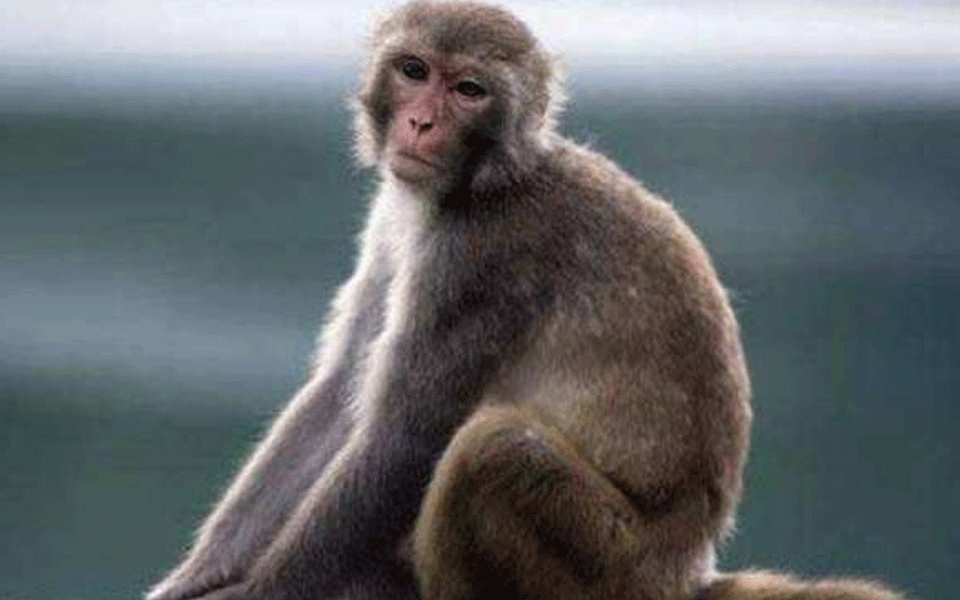 Monkeys 'own' land in this Maharashtra village
