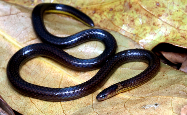 New reed snake species identified in Mizoram