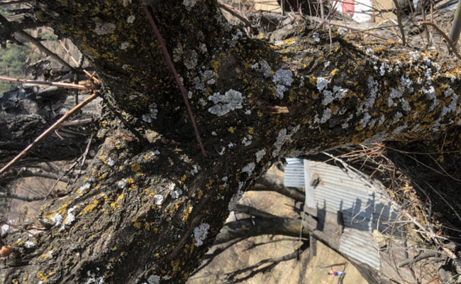 4 members of nomadic family dead as tree falls on tent in Kishtwar