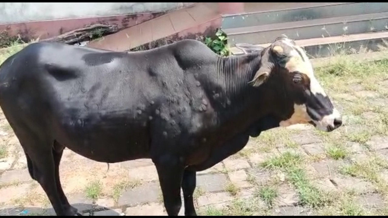 Viral video shows cattle with lumpy skin disease in Bhatkal, officials ...