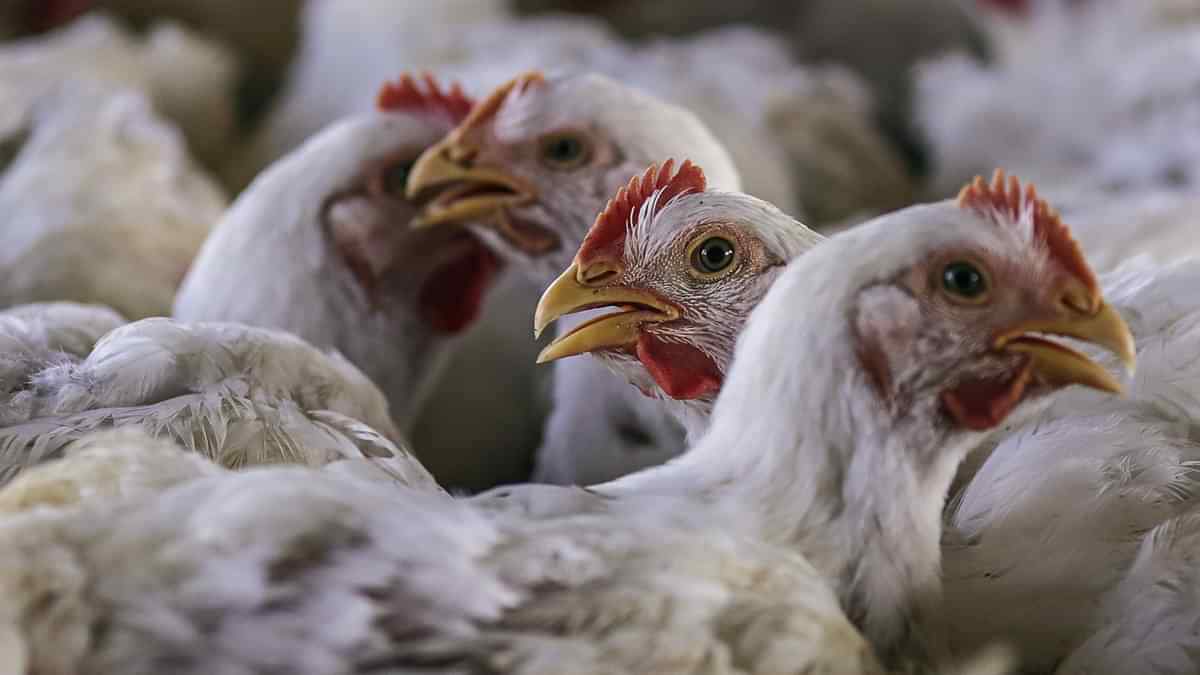 Bird flu scare: Chicken sale prohibited across Chamrajnagar District